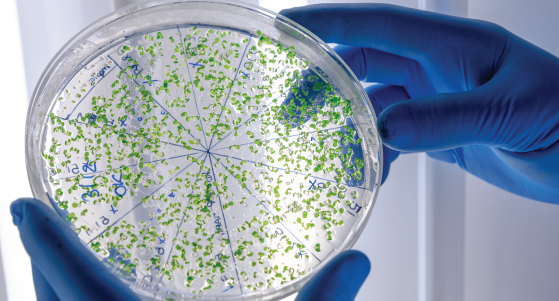 Microbiology – Institute of Molecular Biosciences, Mahidol University